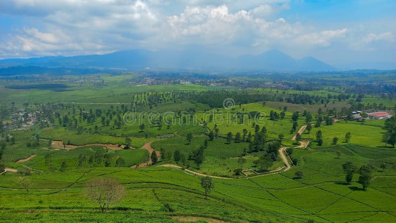 Tea Crop Landfield Bandung Indonesia Stock Image - Image of crop ...