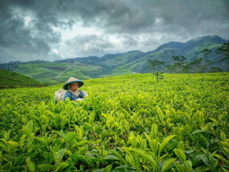 Tea crop stock image. Image of plantation, greentea, plant - 61385043