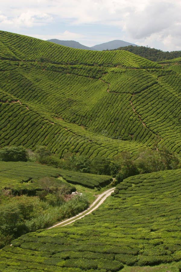 Tea plantation landscape stock image. Image of cameron - 3857315