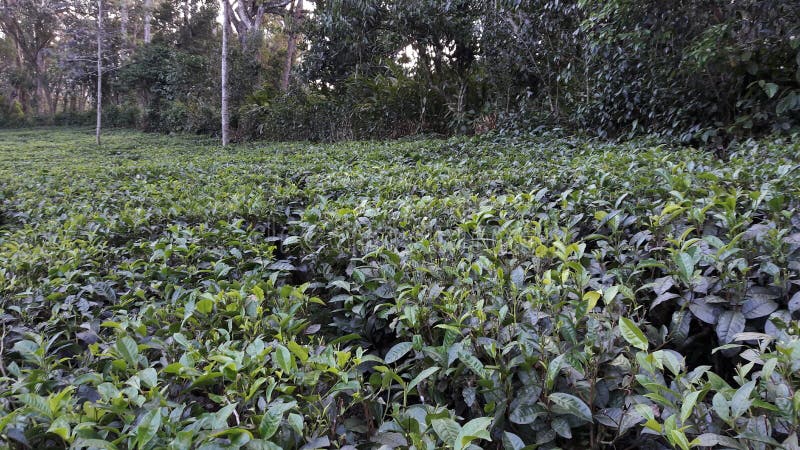 Tea crops on mountains stock photo. Image of flower - 228641030