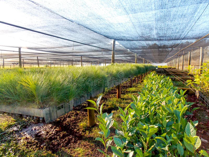 Tea Cultivation in a Nursery Stock Image - Image of greenhouse ...