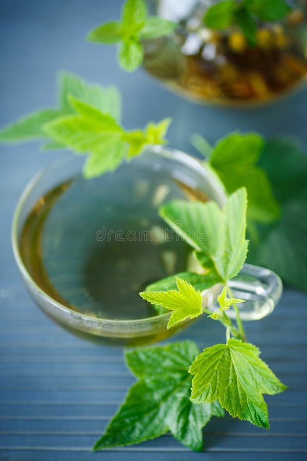 Tea with currant leaves stock image. Image of closeup - 41329123