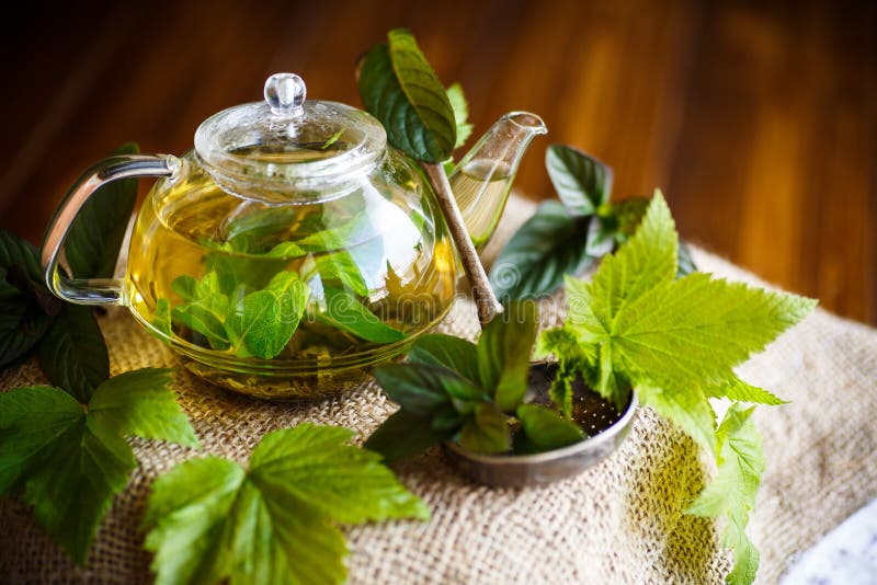 Tea with currant leaves stock image. Image of aroma, fresh - 94470321