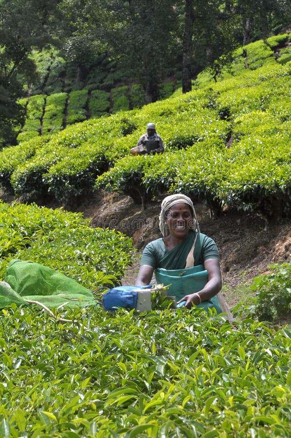 Tea Plucking in South India Editorial Photo - Image of munnar, lady ...