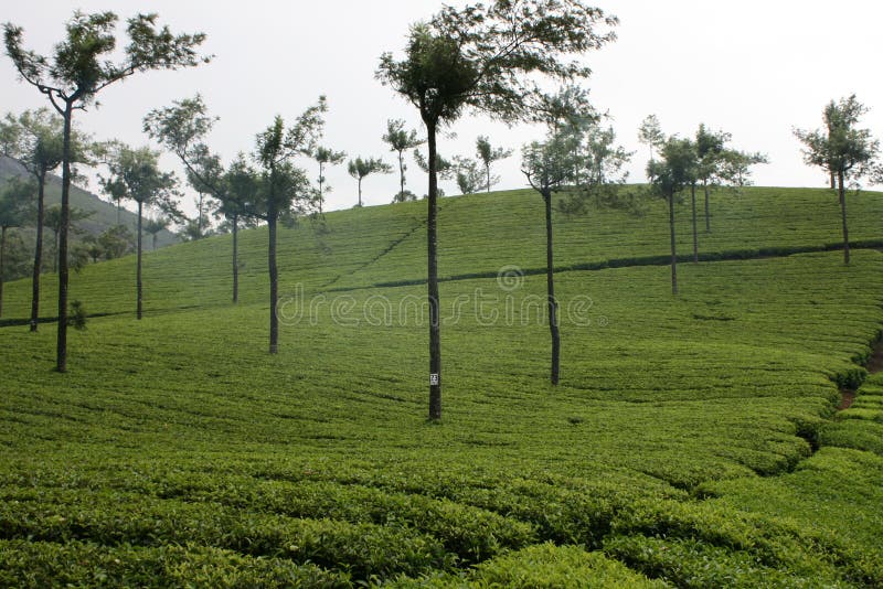 Tea Estate stock image. Image of landscapes, munnar, garden - 5425807