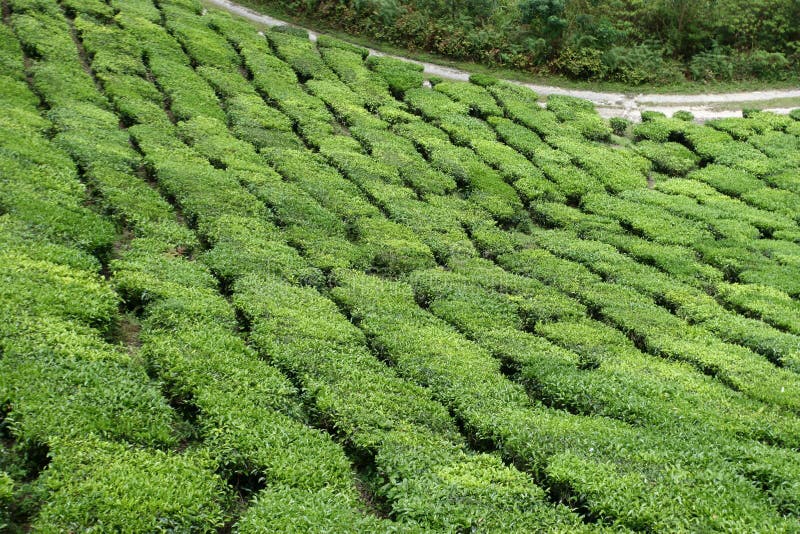 Tea Estate stock image. Image of leaf, patch, green, beautiful - 8845875