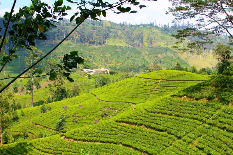 Tea estate stock image. Image of planted, estate, lanka - 30331073