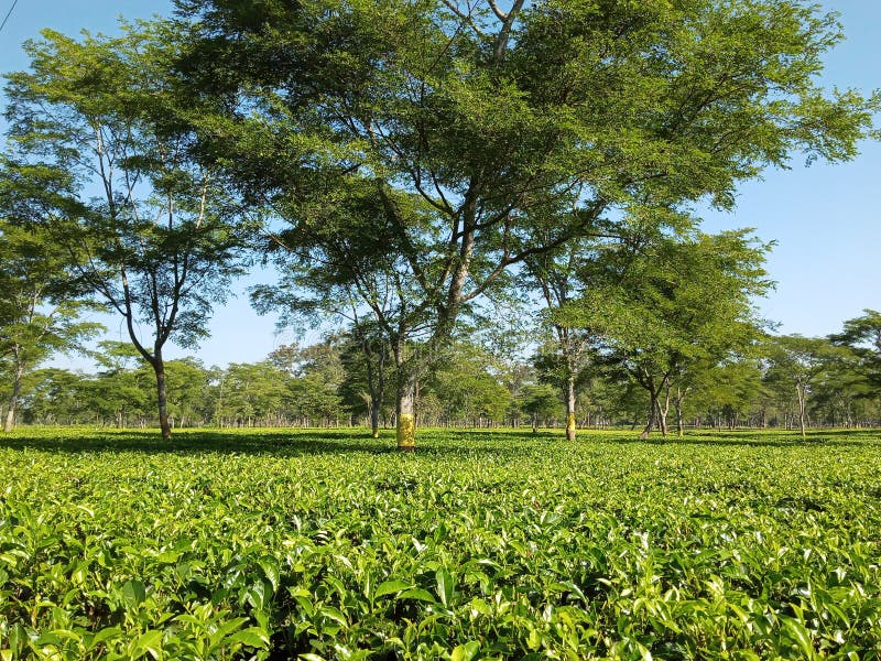 Tea Estate Garden of Assam Area Stock Image - Image of garden, assam ...
