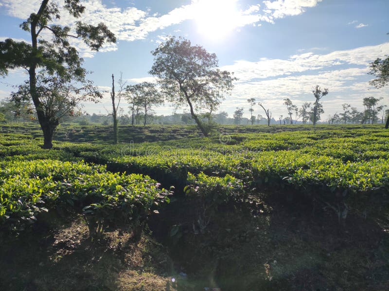Tea estate in India stock photo. Image of india, incredible - 167635756