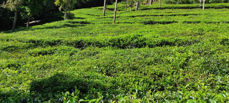 Tea Estate Natural Beautiful Srilanka Stock Photo - Image of beautiful ...