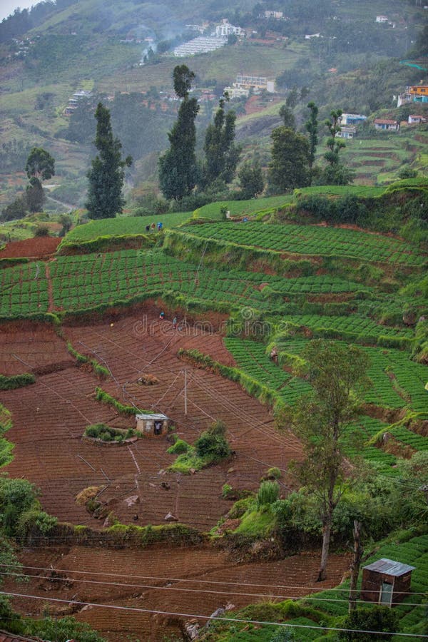 107 Beautiful Tea Estate Hill Top View Stock Photos - Free & Royalty ...