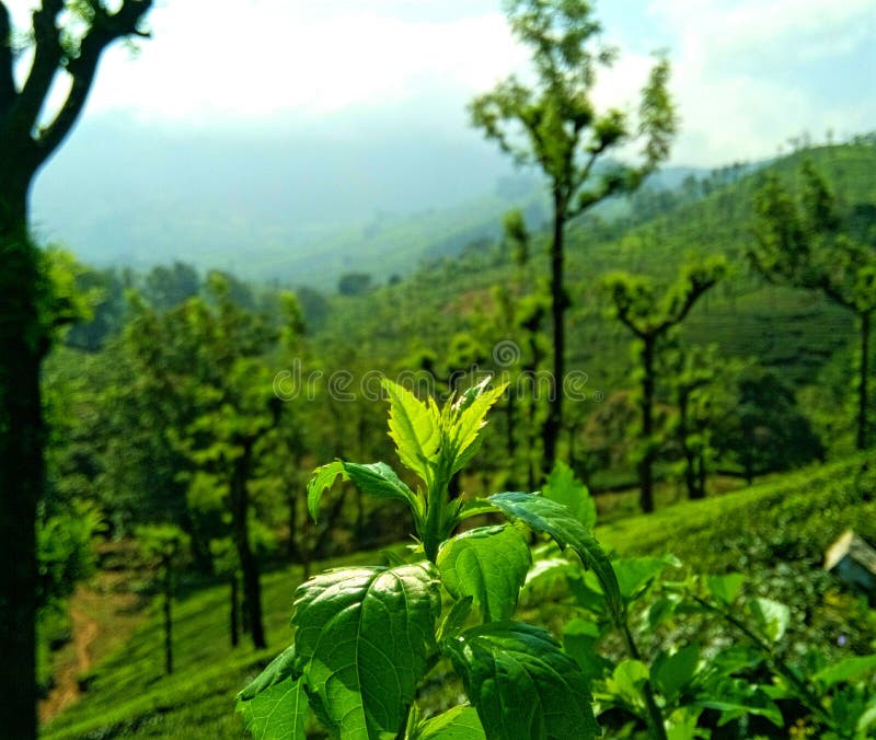 Tea estate stock image. Image of view, valparai, light - 71456131