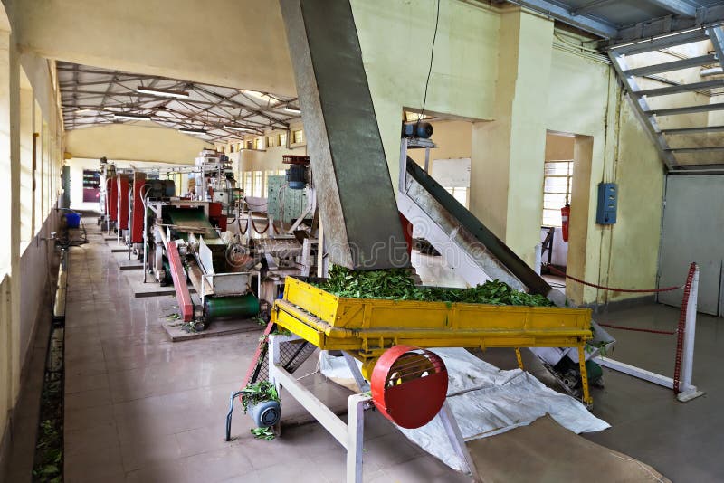 Tea factory, India editorial photo. Image of drying, experiment - 29118356