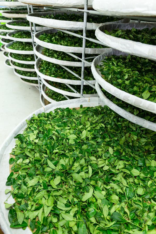 Tea factory stock image. Image of leaf, exposed, step - 64242877