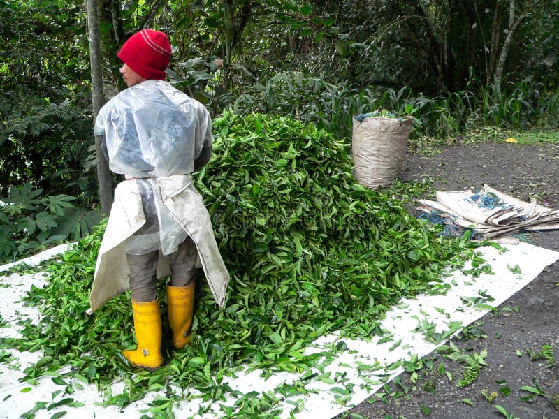 Green Tea Processing Factory Editorial Photo - Image of green, guizhou ...