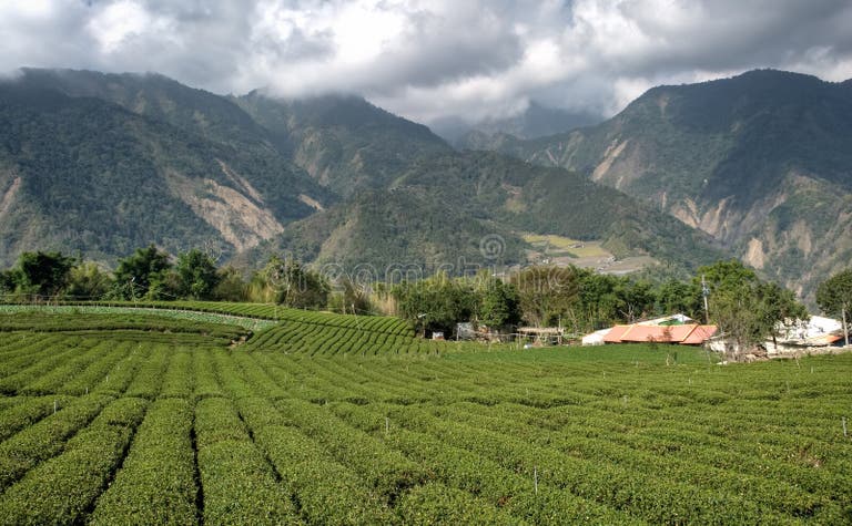 1,744 Tea Farm Beautiful Village Stock Photos - Free & Royalty-Free ...