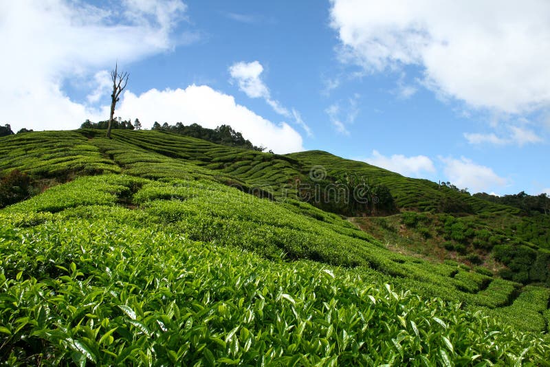 Tea Farm stock photo. Image of fields, malaysia, orderly - 13323496
