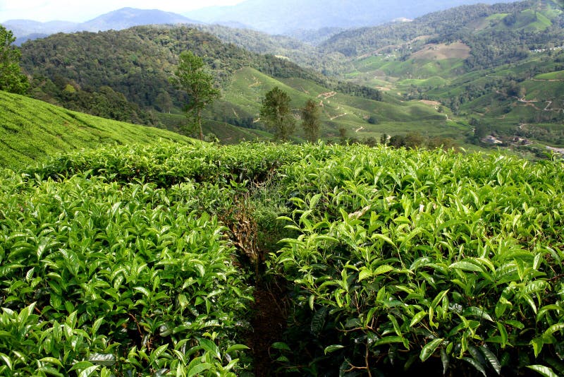 Tea Farm stock photo. Image of fields, malaysia, orderly - 13323496