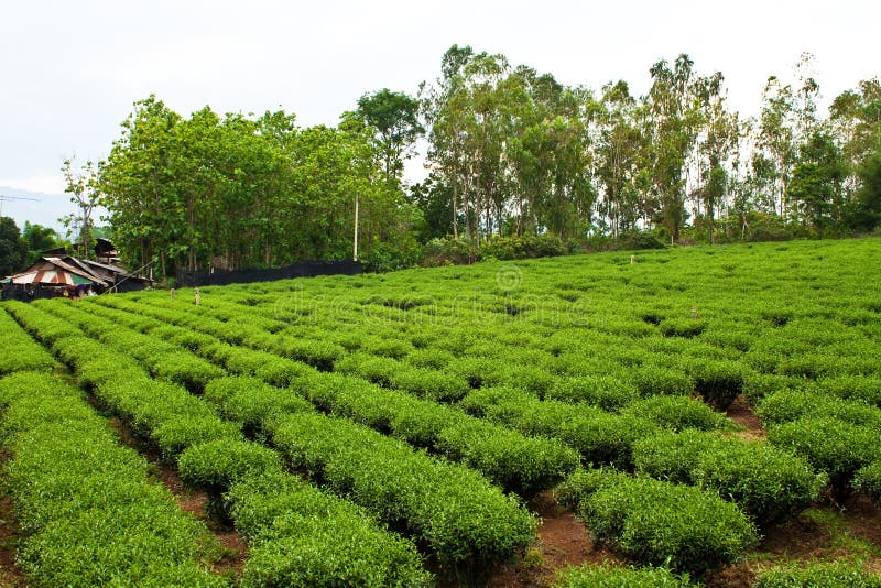 Lush green tea garden stock photo. Image of mountains - 12636412