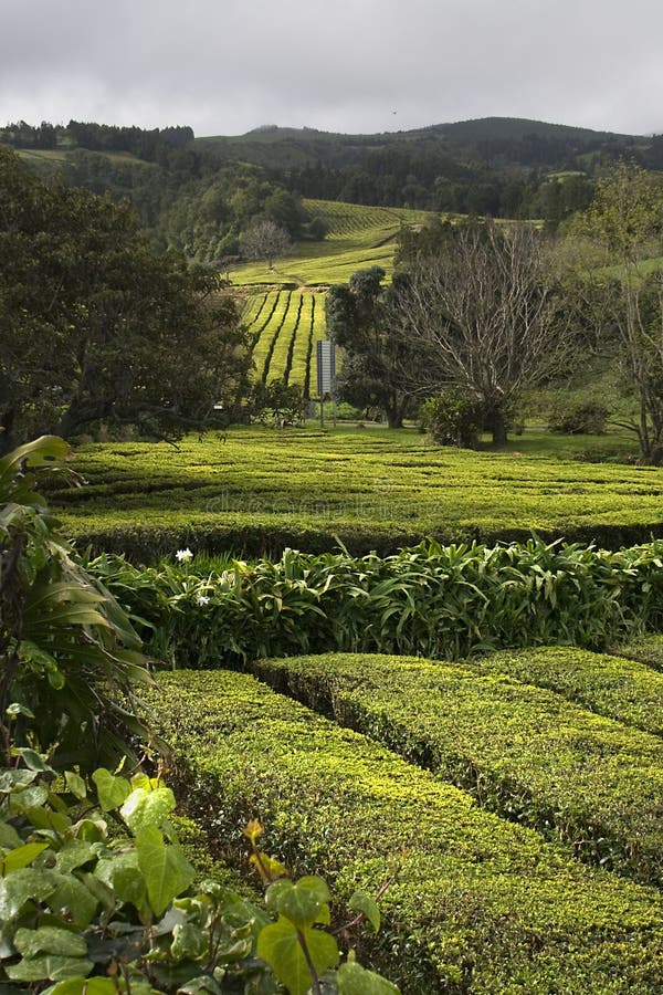 Tea Farm stock photo. Image of mountain, harvest, harvensting - 15898318
