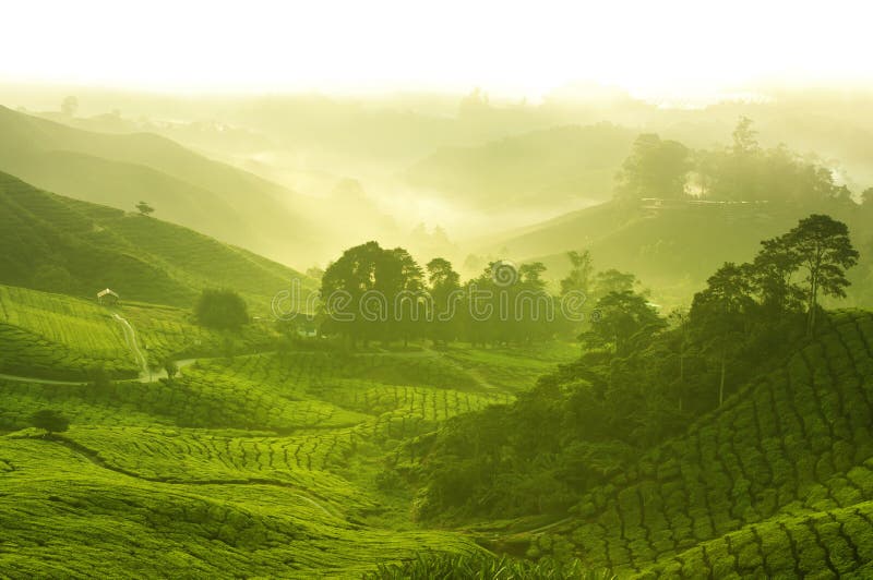 Tea farm stock photo. Image of agriculture, highland - 23088986