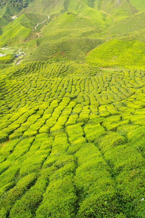 Tea farm stock image. Image of agricultural, industry - 24659669