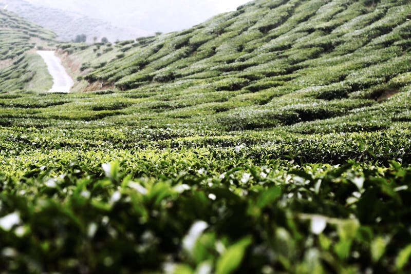 Tea Farm stock image. Image of area, leaves, luxury, time - 25026131