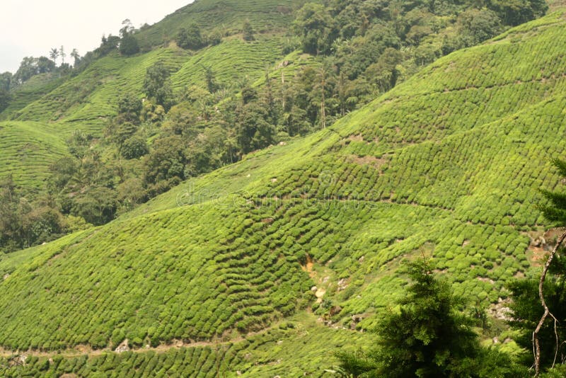 Tea Farm stock image. Image of farm, hill, cool, area - 25026157