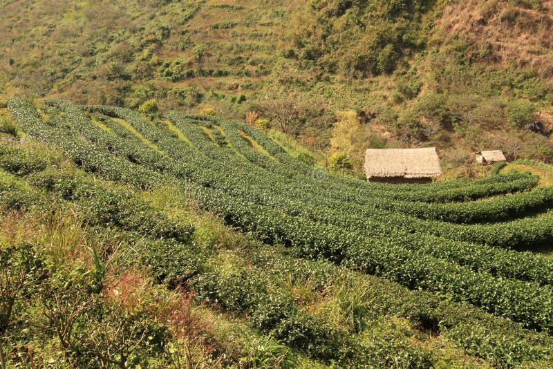 Tea plantation in Rwanda stock image. Image of landscape - 19513337
