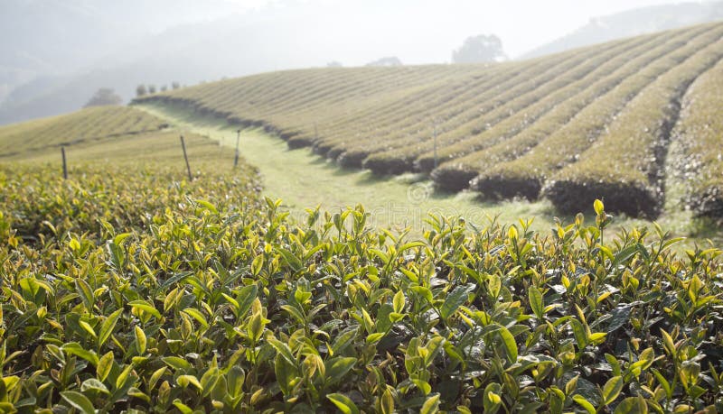Tea farm stock photo. Image of mountain, nature, plant - 28157528
