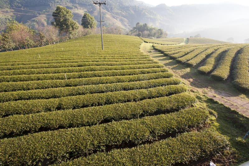 Tea farm stock photo. Image of mountain, leaf, plant - 28157534