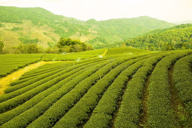 Tea Farm stock image. Image of landscape, evening, land - 38198385