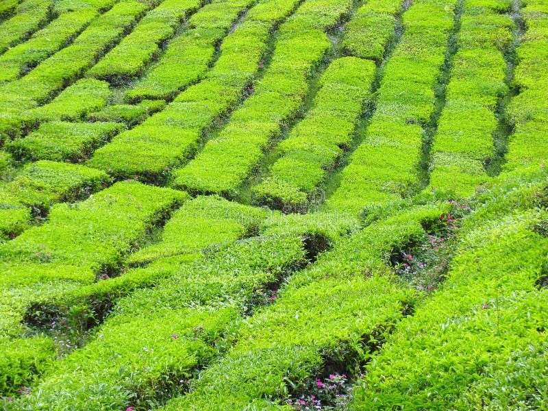 Tea Farm stock image. Image of cultivation, agriculture - 3842863