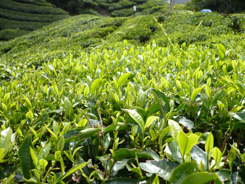 TEA FARM stock photo. Image of farming, malaysia, cultivation - 4145478