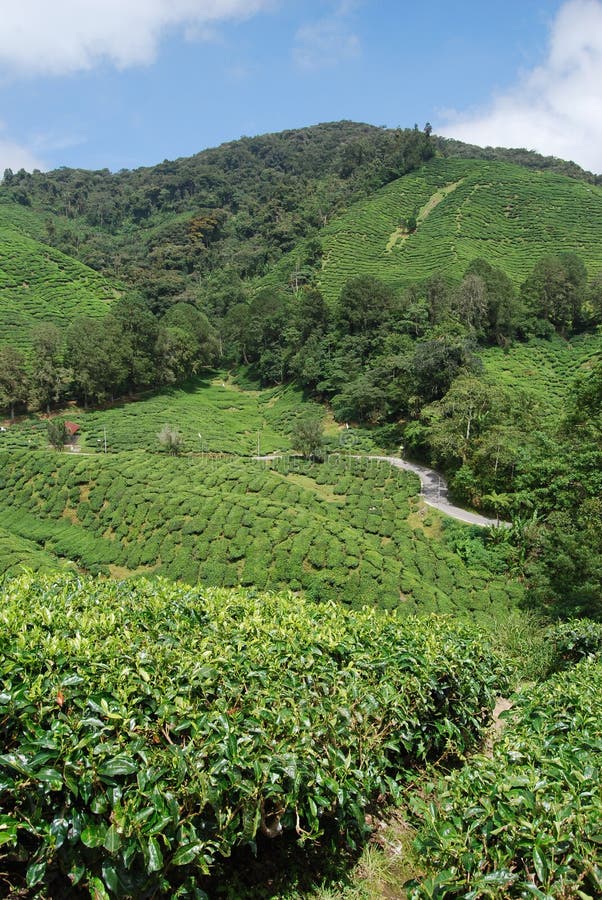 Tea farm stock image. Image of plant, malaysia, farm, cultivation - 4687295