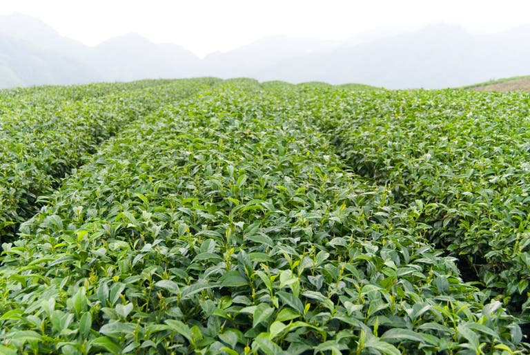 Tea farm stock photo. Image of morning, healthy, mountain - 9884342