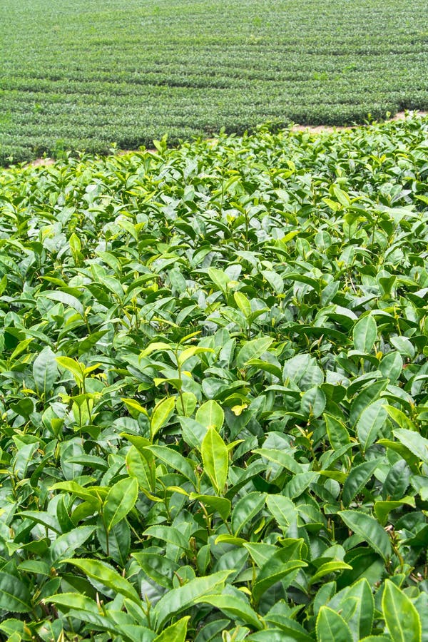 Tea Farm,alishan Mount,Taiwan Stock Photo - Image of soil, skyline ...