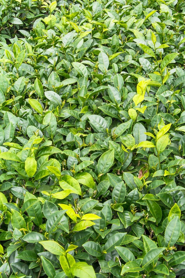 Tea Farm, Alishan Mount, Taiwan Stock Photo - Image of alishan, soil ...
