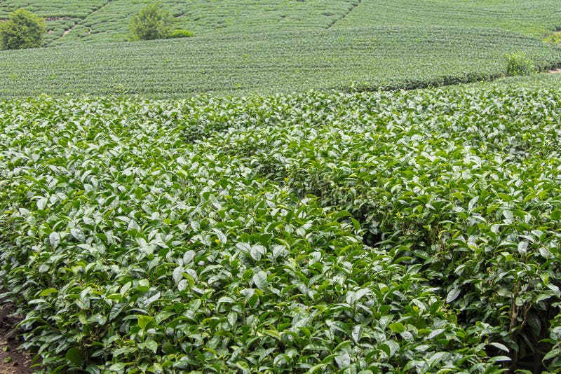 Tea Farm,alishan Mount,Taiwan Stock Photo - Image of soil, skyline ...