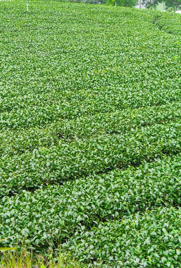 Tea Farm,alishan Mount,Taiwan Stock Photo - Image of soil, skyline ...