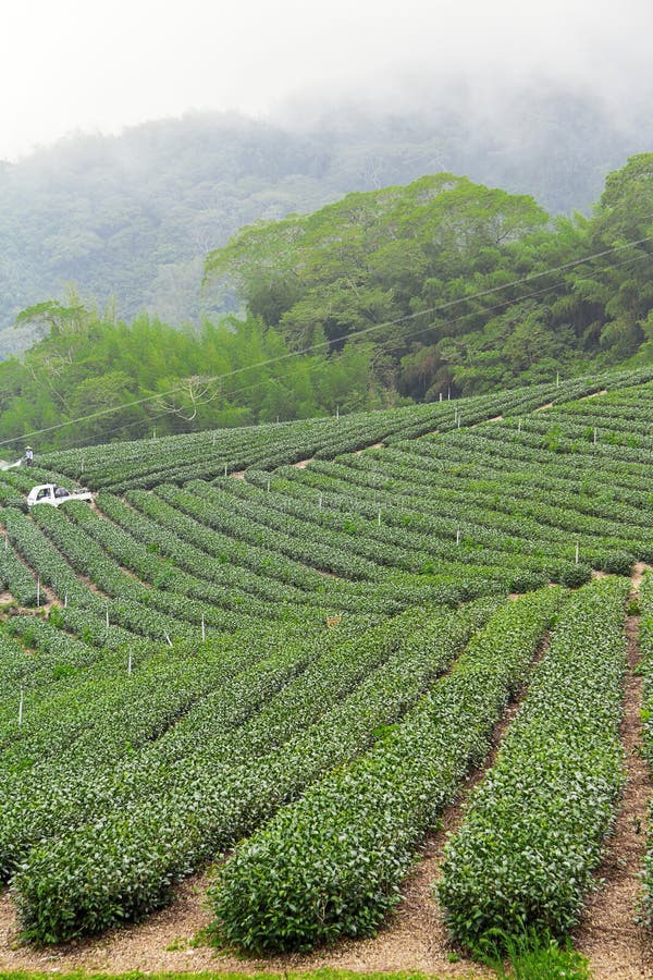 Tea Farm,alishan Mount,Taiwan Stock Photo - Image of soil, skyline ...