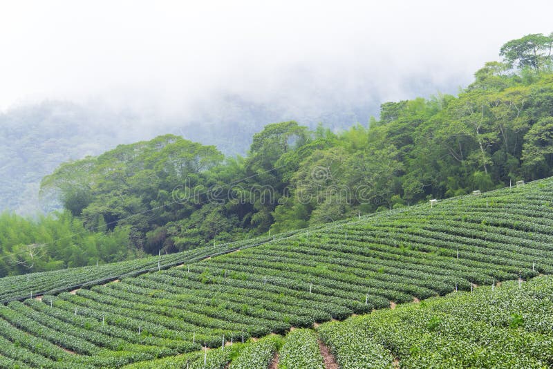 Tea farm,alishan mountain stock image. Image of skyline - 32022549