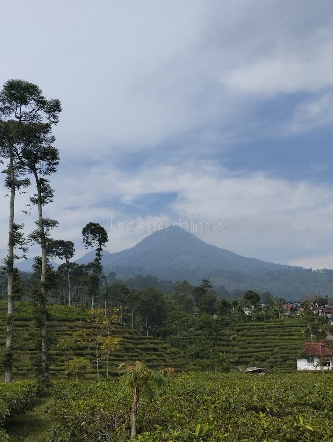 Tea Farm in the Beautiful Village Stock Photo - Image of village, farm ...