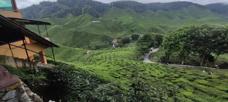 Tea Farm at Cameron Highland Stock Image - Image of cameron, highland ...