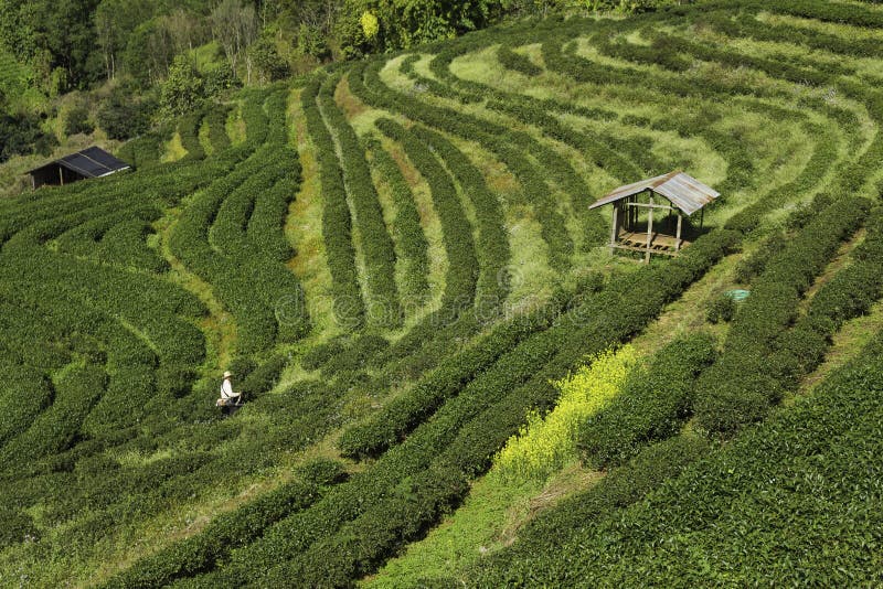 The tea farm stock image. Image of garden, countryside - 84464543