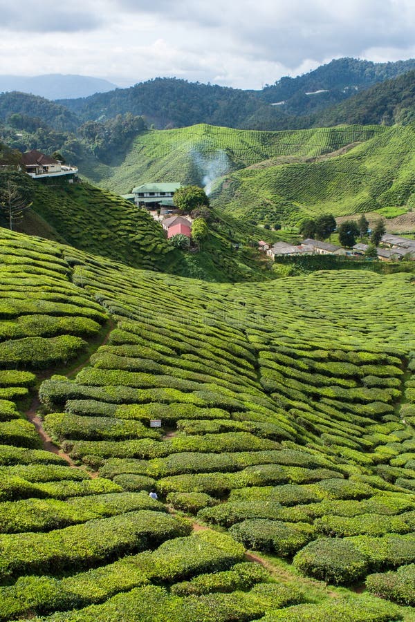 Tea farm on the moutain stock photo. Image of green, nature - 72422786