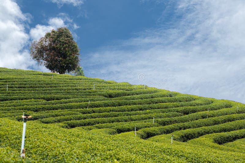 Tea farm stock image. Image of drink, asia, farm, green - 84677639