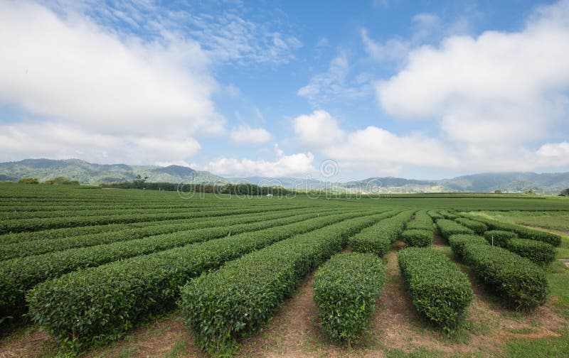 Tea farm stock photo. Image of rest, landscape, mountain - 61411284
