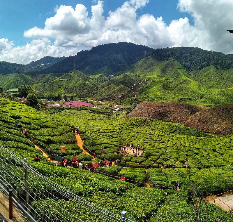Tea farm stock photo. Image of panorama, cloud, morning - 139340654