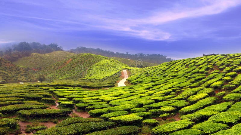 Tea Farm Plantation in Panoramic View Stock Photo - Image of mountain ...